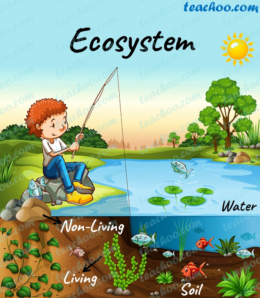 Ecosystem Definition Structure And Function Types Teachoo