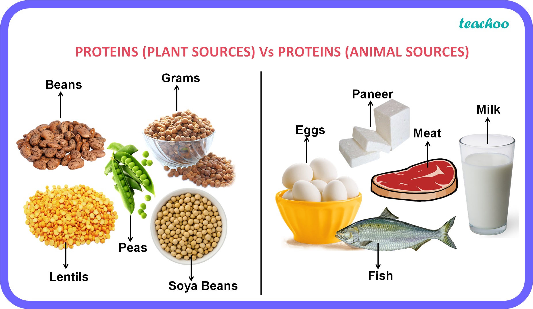 Sources Of Proteins