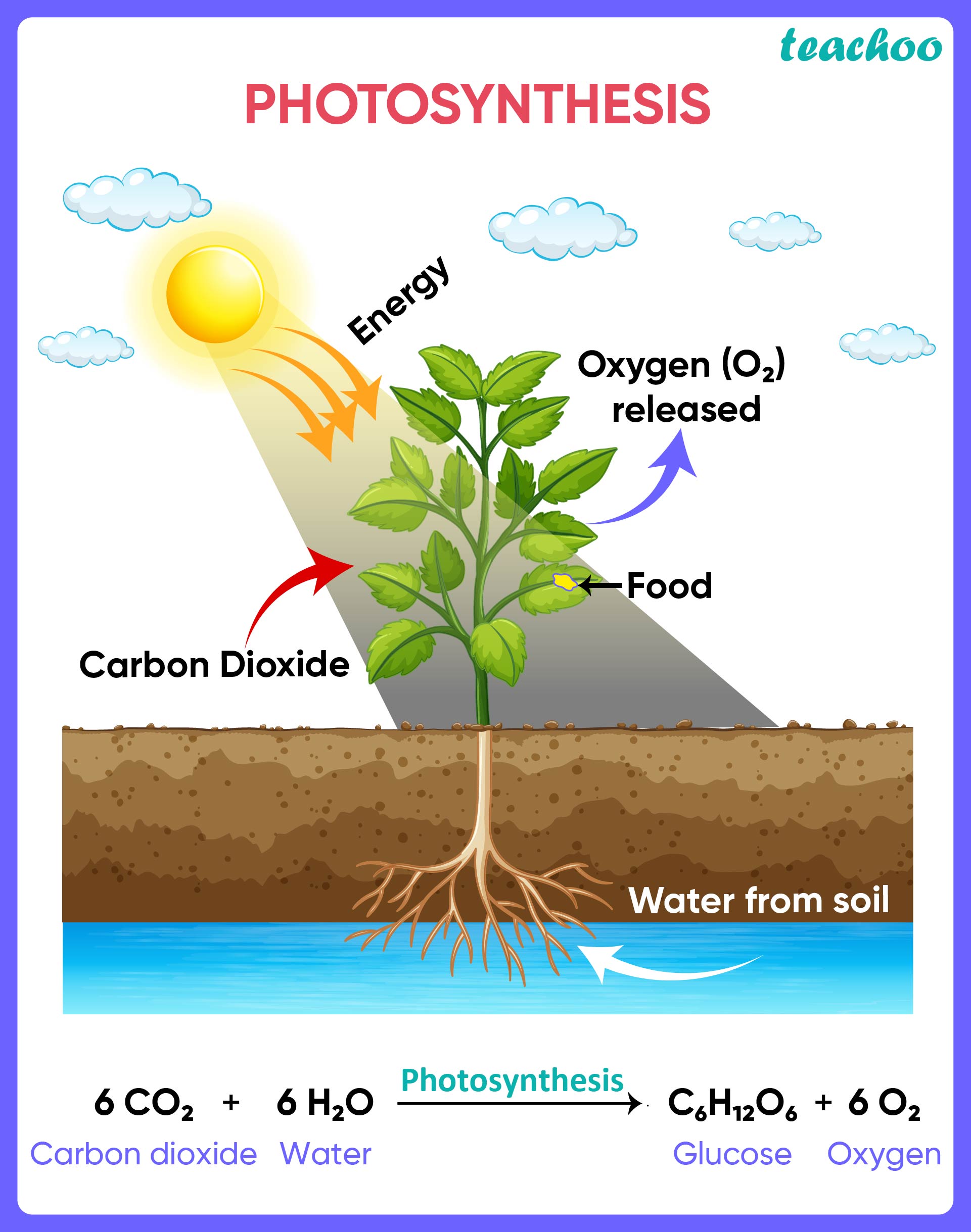 Nutrition In Plants Class 10 Modes Process Teachoo