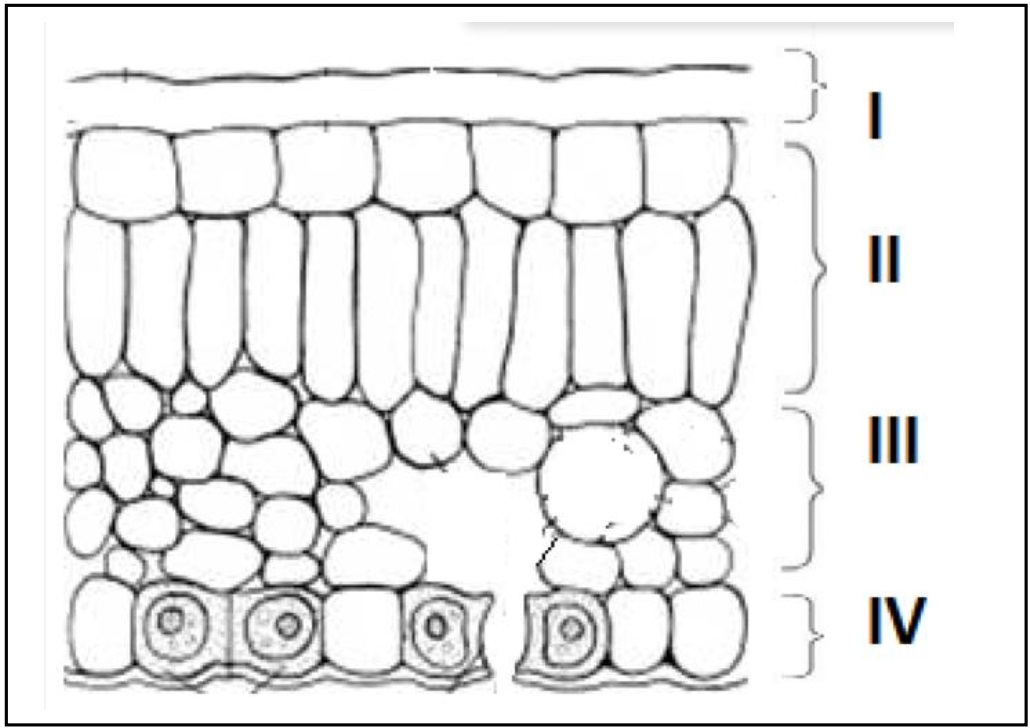 Easy Leaf Cross Section Labeled