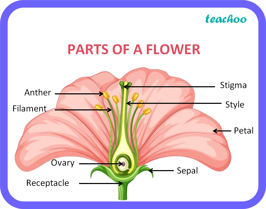 Class 10 What Is Sexual Reproduction In Flowering Plants Teachoo