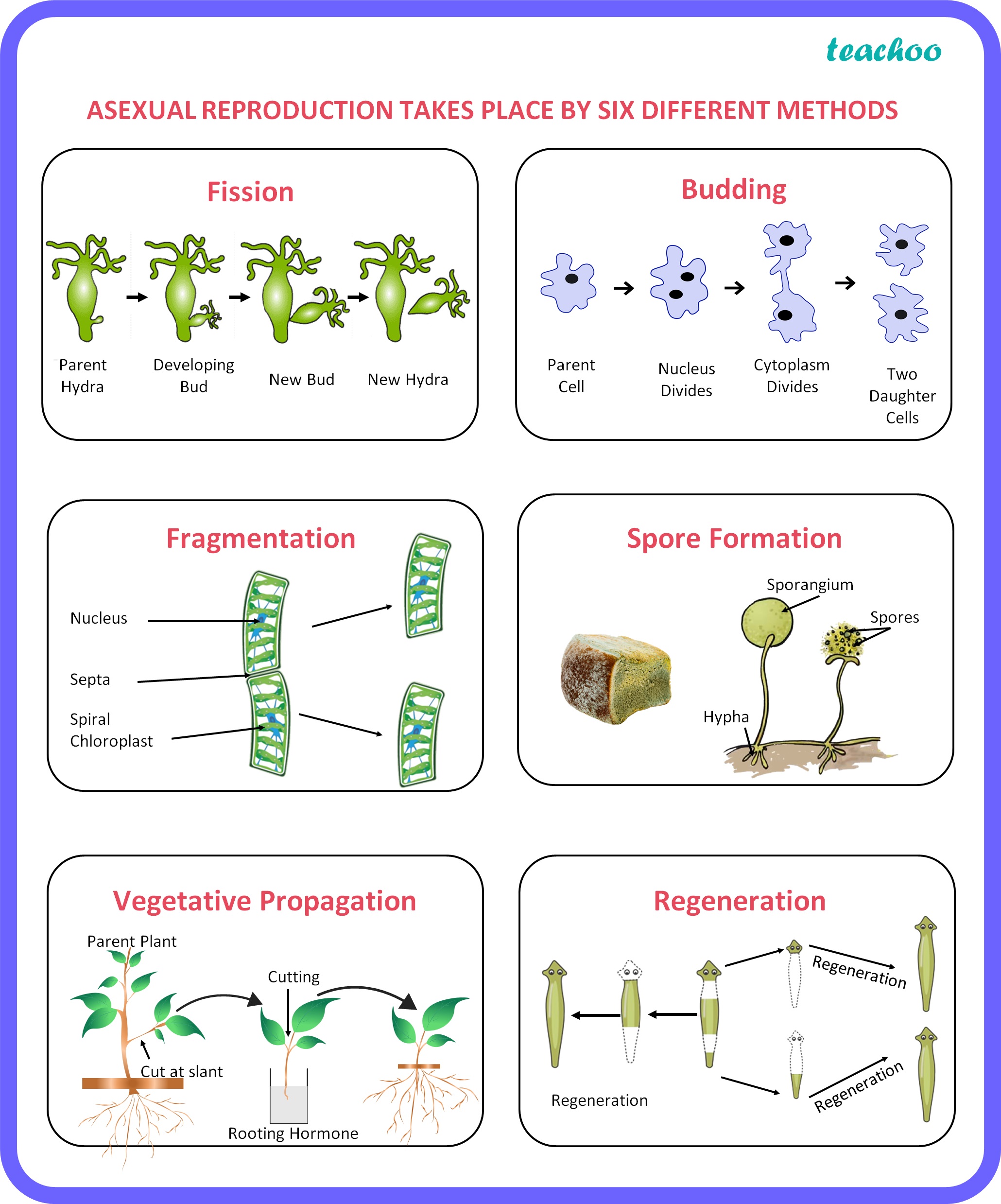 Biology Class 10 What Is Sexual Reproduction Overview Advantages