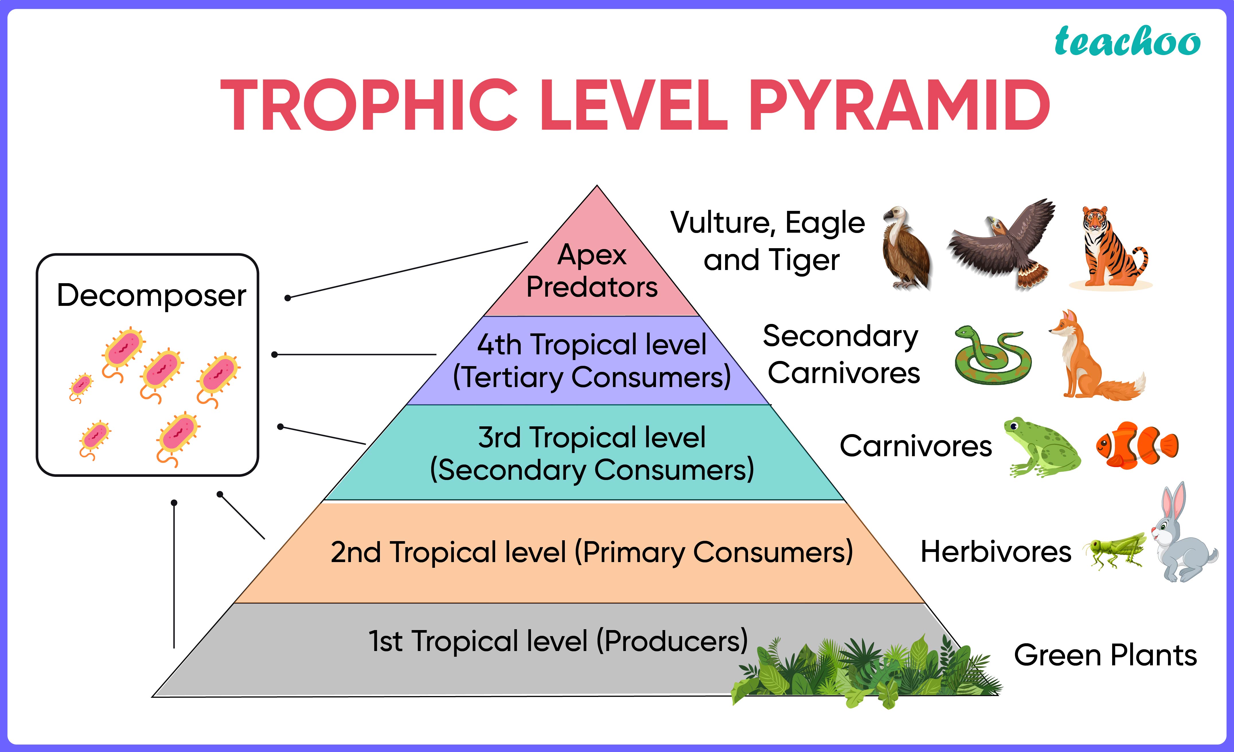 Trophic Pyramid Definition Examples Britannica