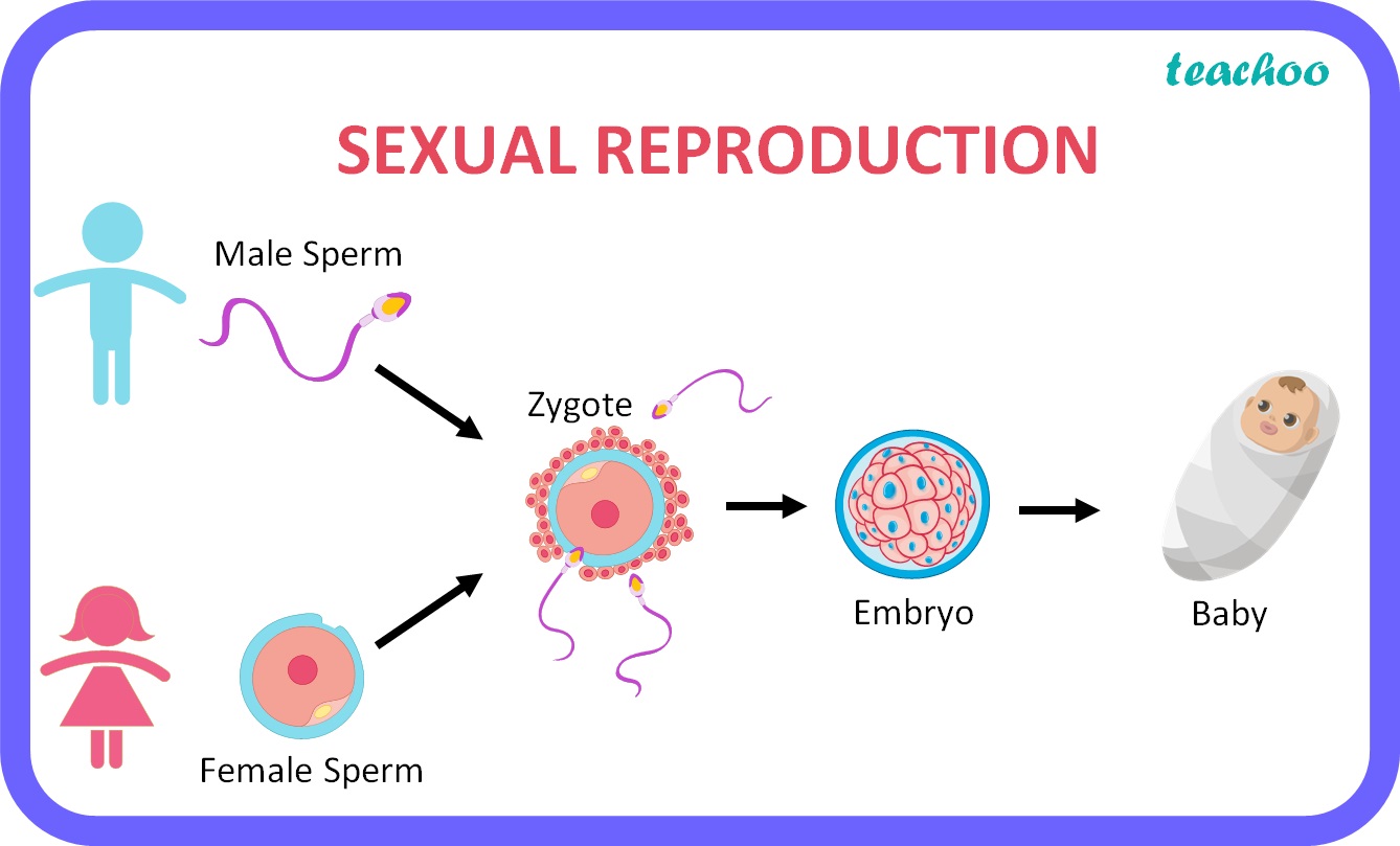 Why Does Amount Of Dna Does Not Get Doubled During Sexual Reproduction