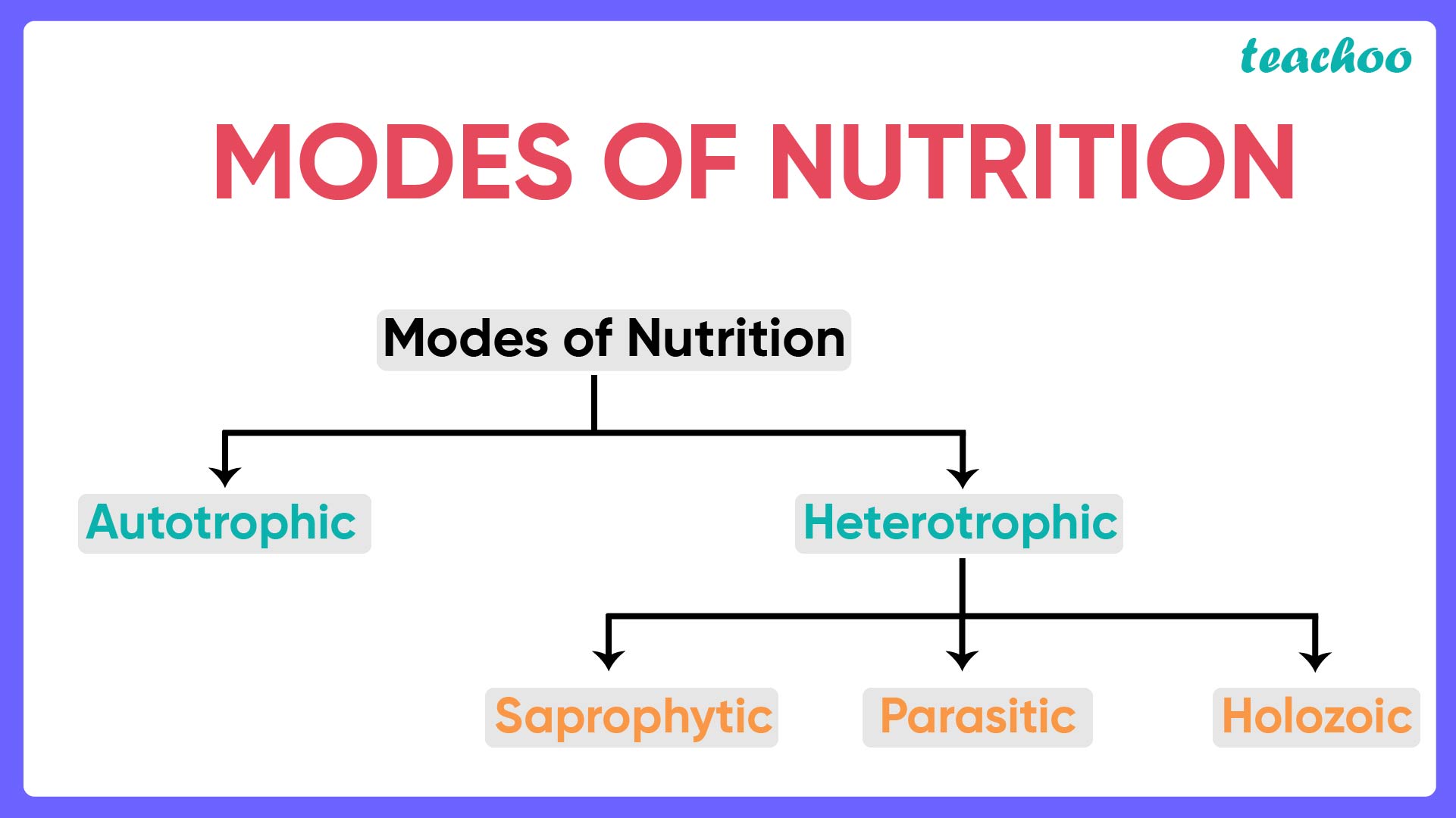 Nutrition In Plants What Are Different Modes Of Nutrition Class 7