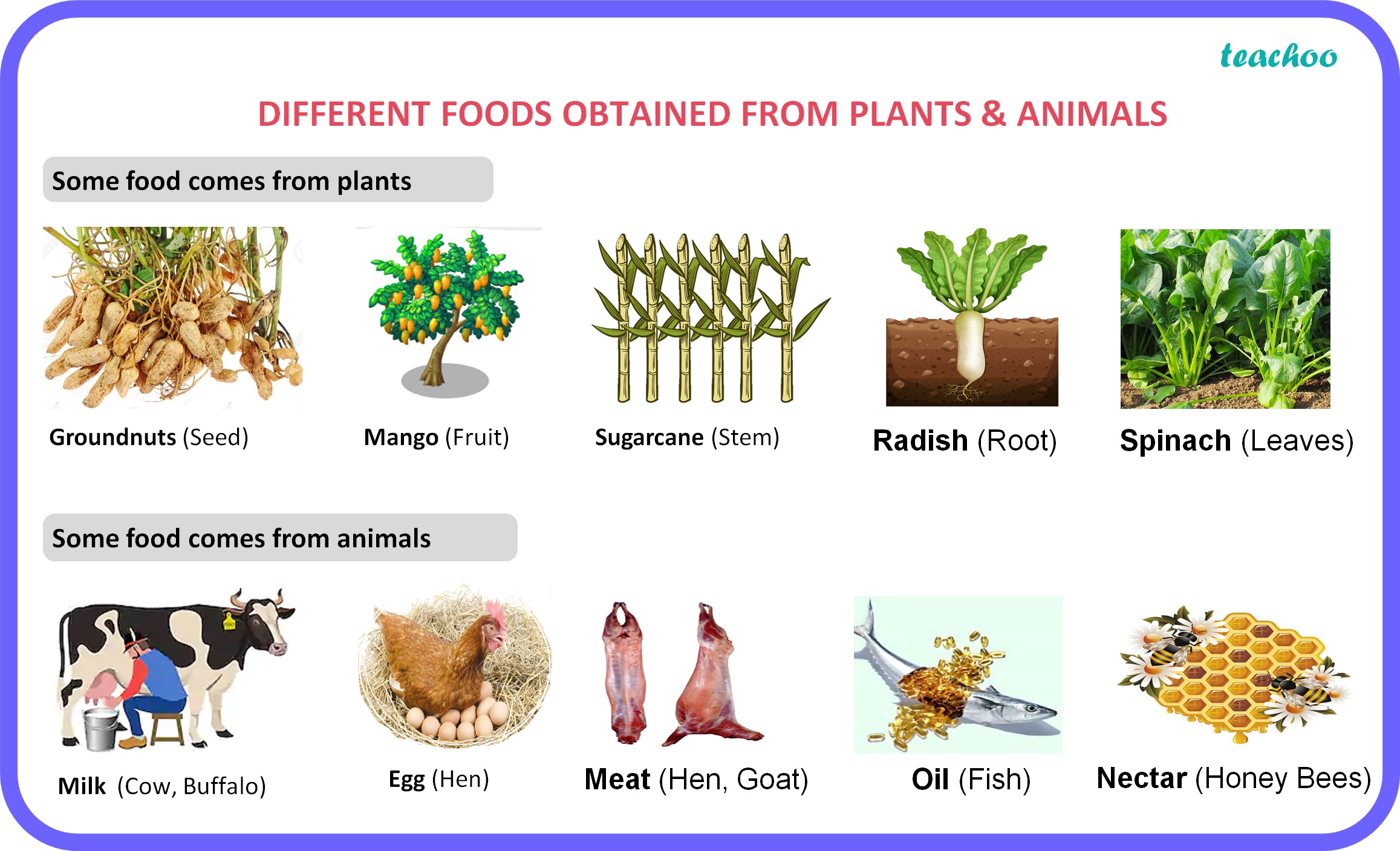 How Is Food Energy Stored And Used At Tommie Vetter Blog