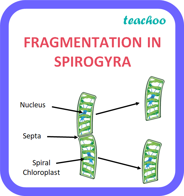 Draw A Diagram To Show Spore Formation In Rhizopus B With Help Of An