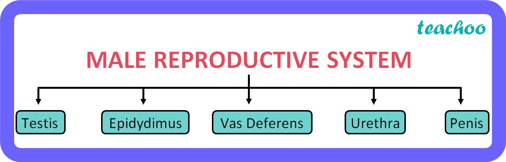 Class 10 Male Reproductive System Process Parts And Their Functions