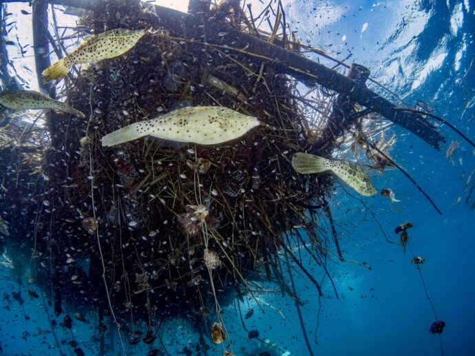 影音／「你眼中的海」海洋保育創意攝影競賽揭曉 帶您看見臺灣海洋世界不同面貌