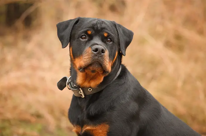 Kenali Tips Memelihara Anjing Rottweiler