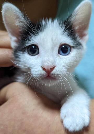 生後一ヶ月半の子猫ちゃんです。里親募集中です テト 鍋島の猫の里親募集｜ジモティー