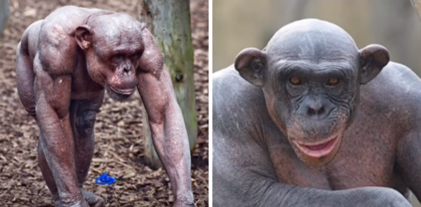 Photos Of Animals Without Their Hair The Rainforest Site News