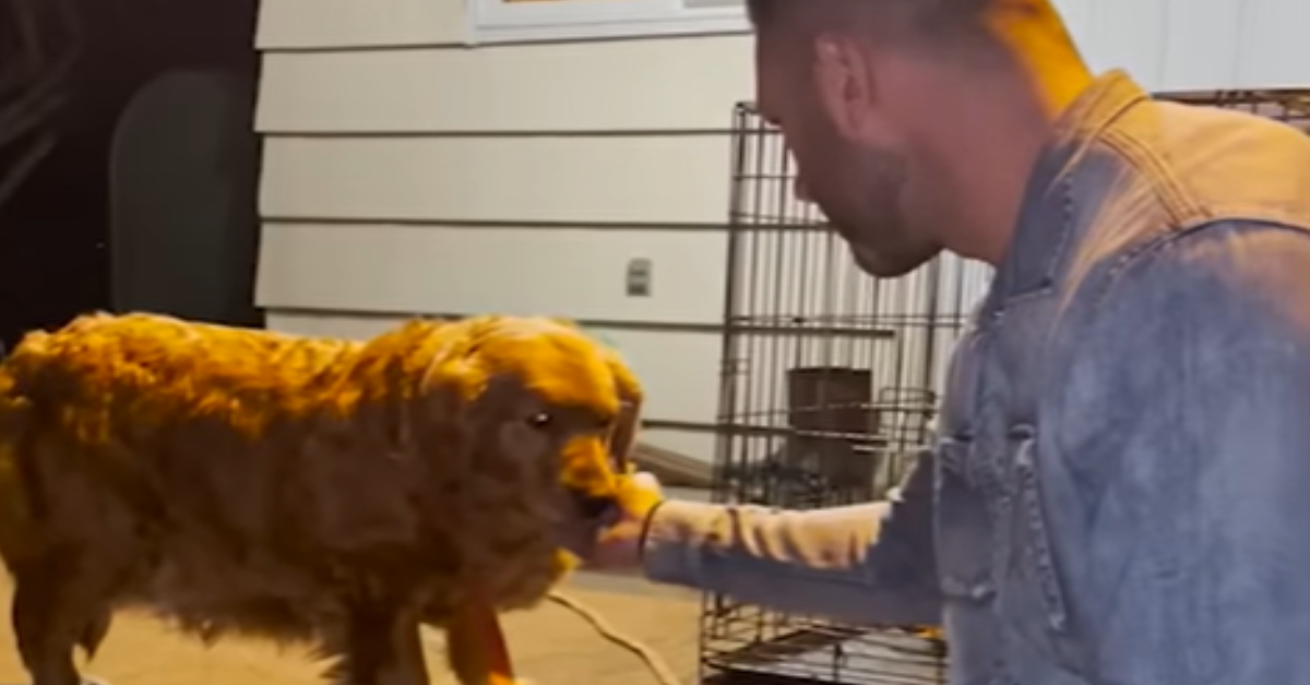 Man Rescues Abandoned Golden Retriever And Shows Her What Its Like To