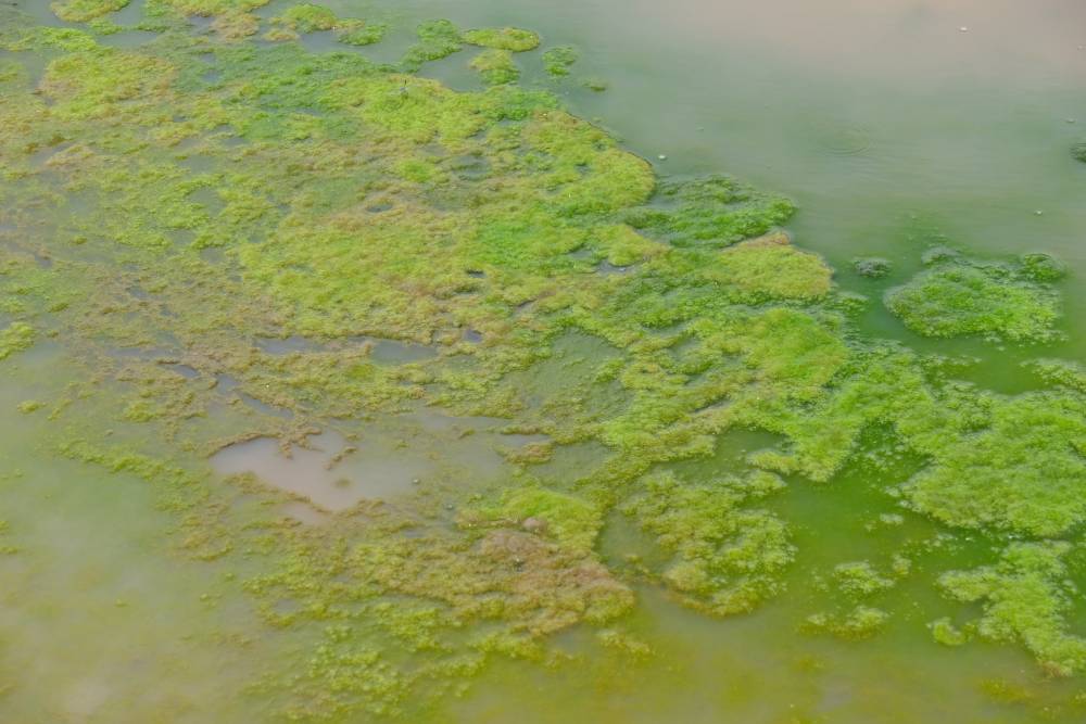 New Cdc Report Shows Harmful Algal Blooms Are Making People And Animals