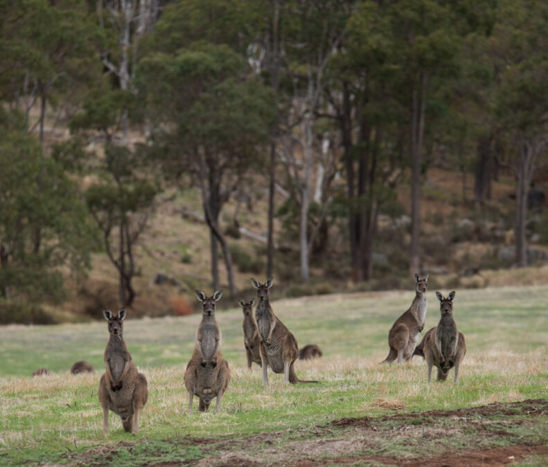 Australian Man Rescues His Dog From A Jacked Kangaroo In Dramatic