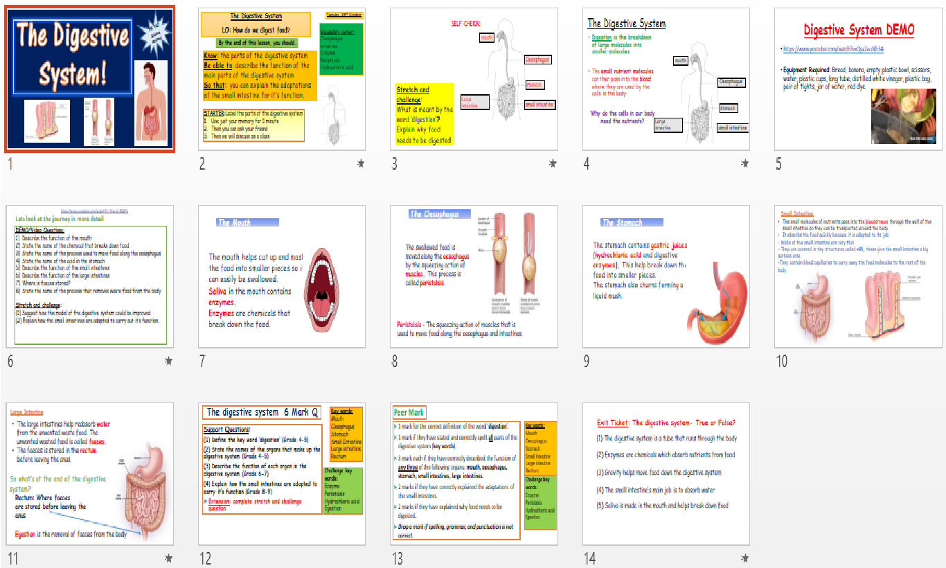 The Digestive System Lesson Ks3 Science Teaching Resources