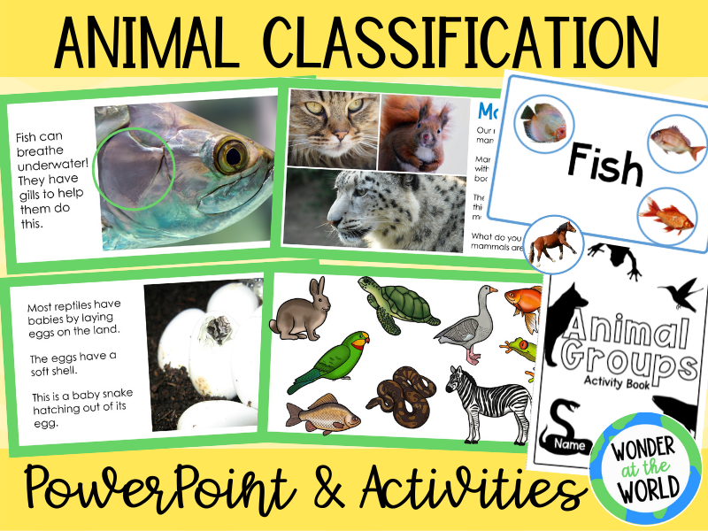 Animal Kingdom Classification Ppt