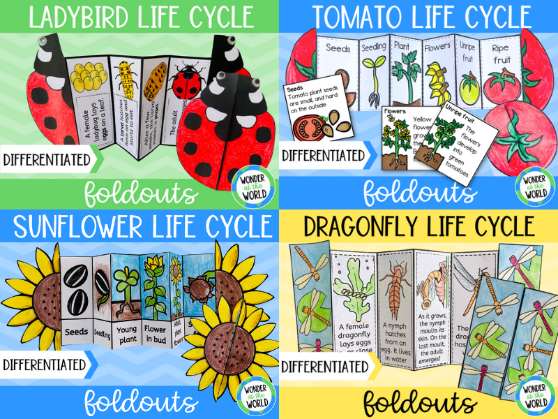 Summer Life Cycle Foldable Sequencing Activities Tomato Plant Sunflower