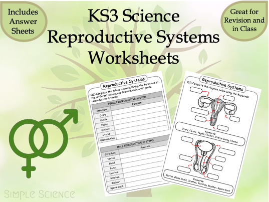 Reproductive Systems Ks3 Science Biology Worksheets Teaching