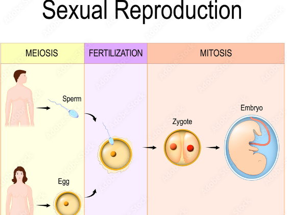 Sexual Reproduction Ks3 Teaching Resources