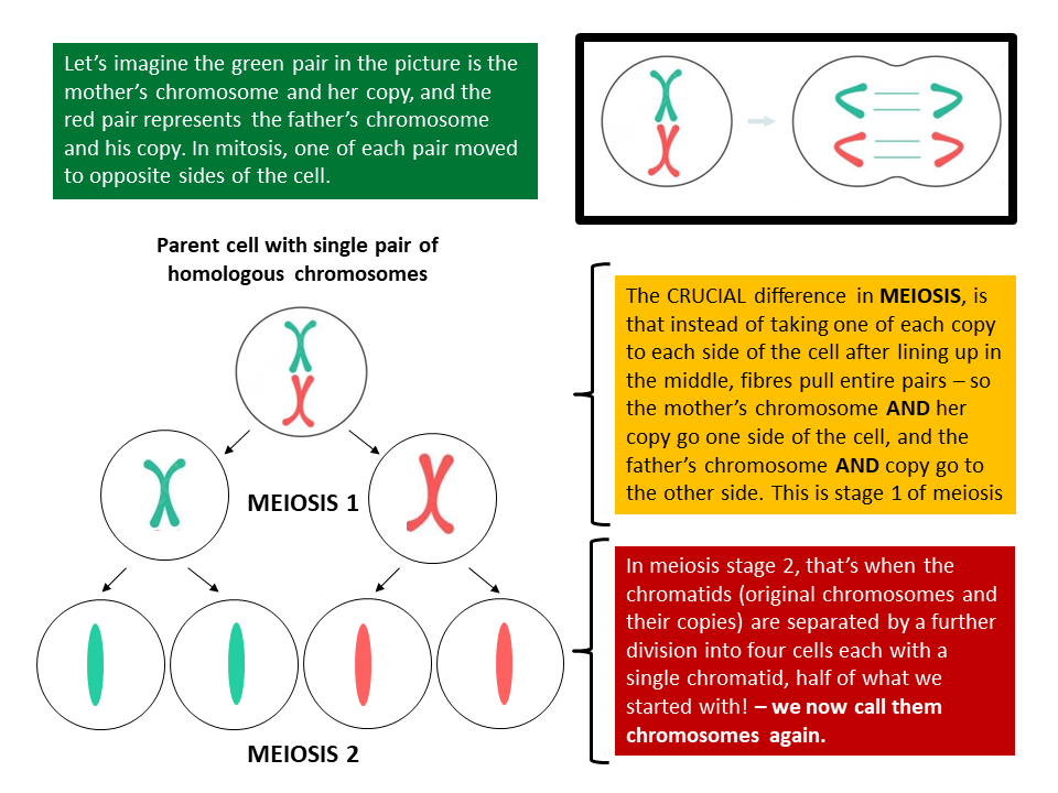 Reproduction And Inheritance A Complete Set Of Resources For Section