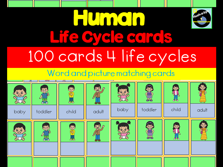 Human Life Cycle Chart