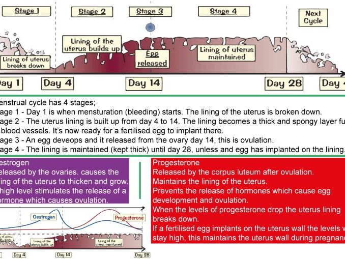 Gcse Edexcel Biology Menstrual Cycle Teaching Resources