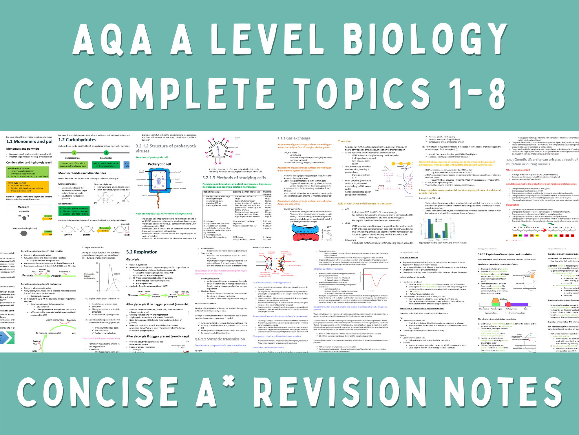 A A Level Biology Revision Teaching Resources Tes