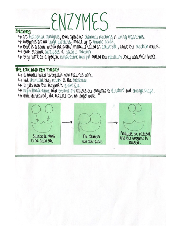 Enzymes Organisation Revision Poster Aqa Gcse Biology Double And