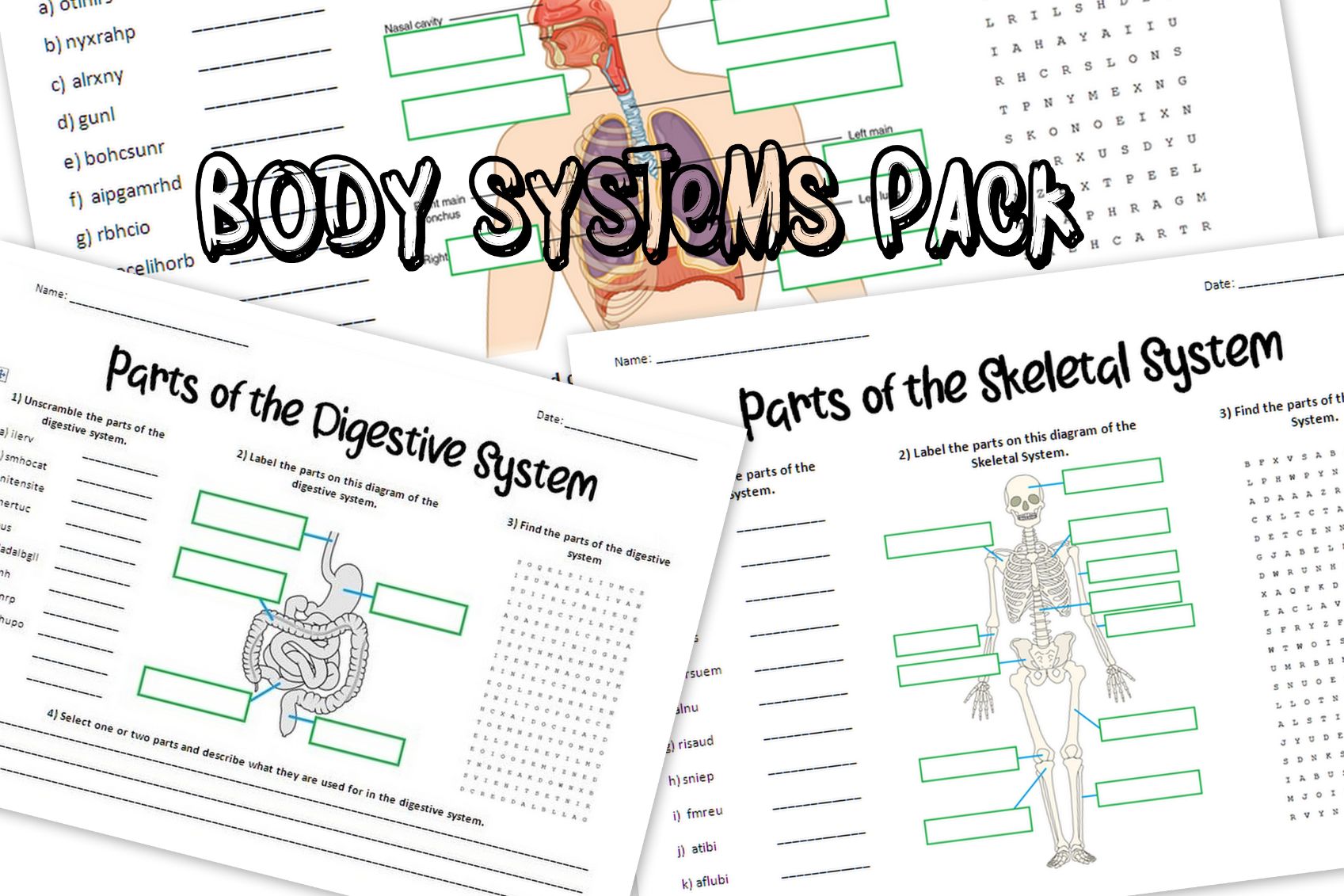 The 11 Body Systems Description Body Systems Human