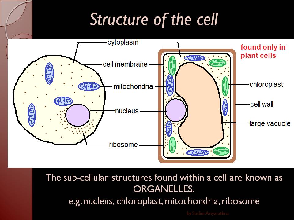 Bbc Bitesize Gcse Biology Dna And Cell Division