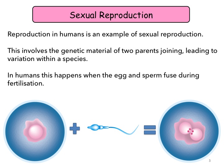 131 Types Of Reproduction Sexual And Asexual And 132 Meiosis Gcse