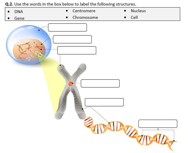 Chromosomes Genes And Dna Worksheet Distance Learning Teaching