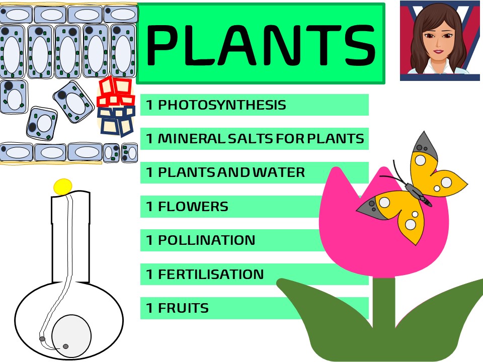 Plants Reproduction Ks3 Full Unit Teaching Resources