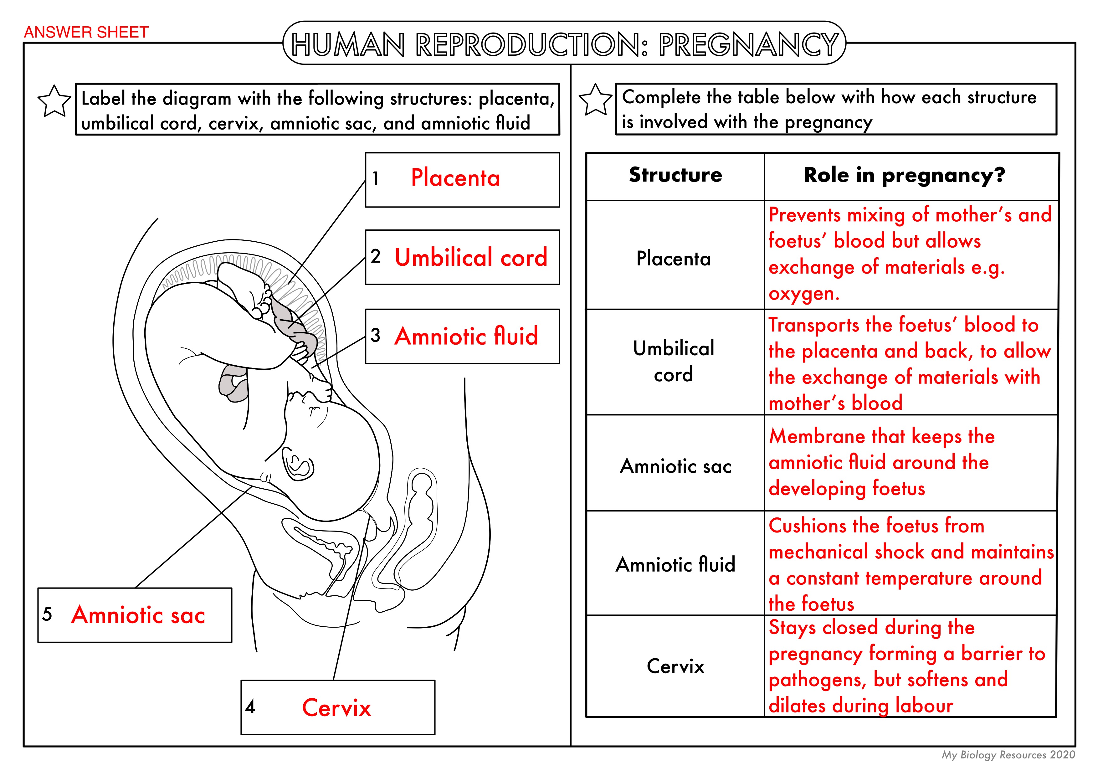 Fetal Uterus And Placental Diagram Human Biology