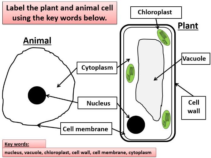 Ks3 Biology Pland And Animal Cells Teaching Resources