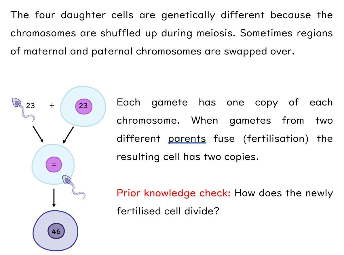 Meiosis Slides And Worksheet Gcse Biology Aqa Teaching Resources