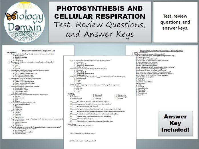 Photosynthesis And Cellular Respiration Test Review Questions And