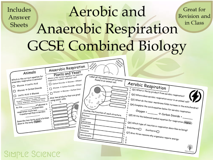 Aerobic And Anaerobic Respiration Gcse Biology Worksheets Teaching