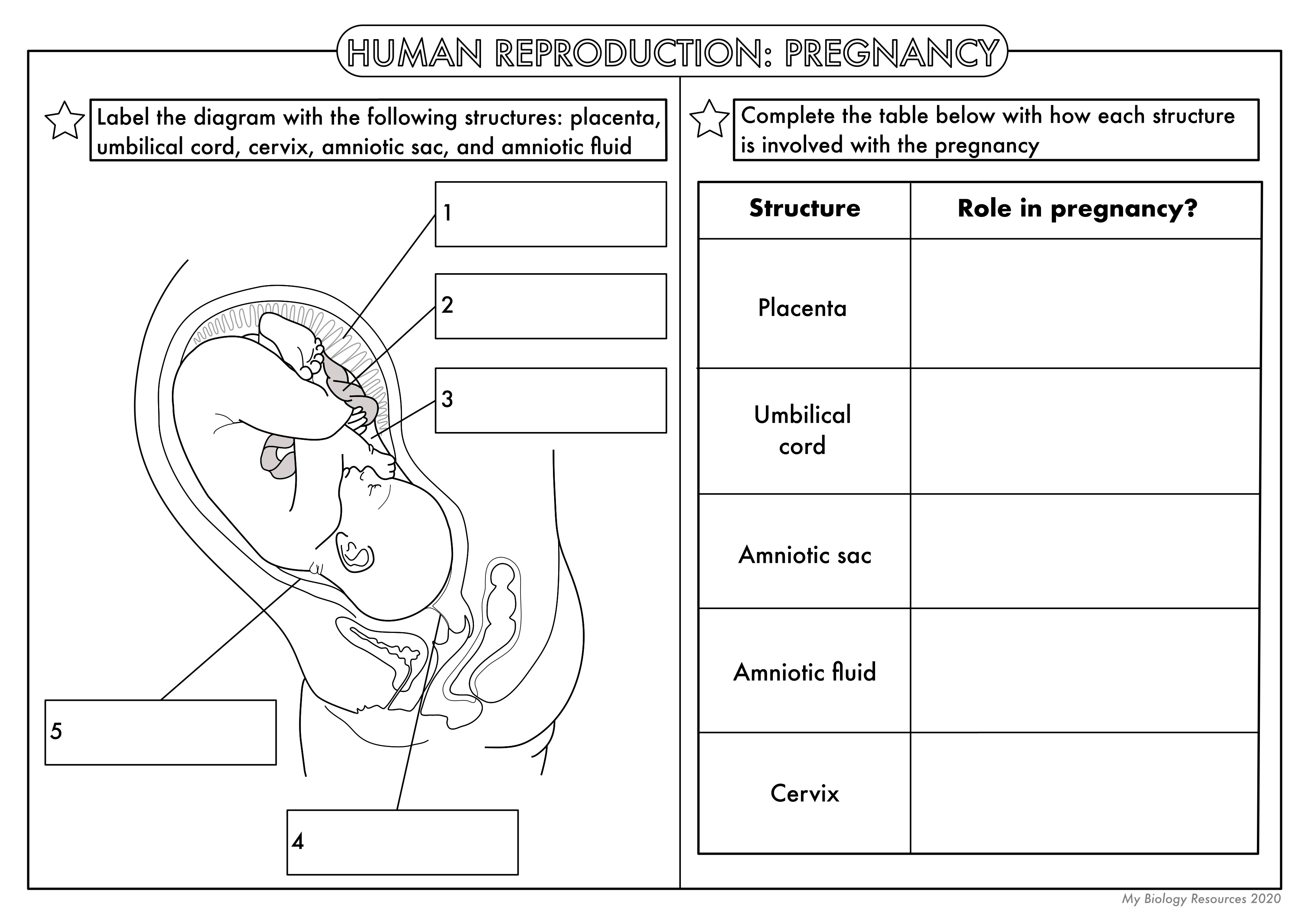 Gcse Biology Human Reproduction Pregnancy And The Placenta Teaching