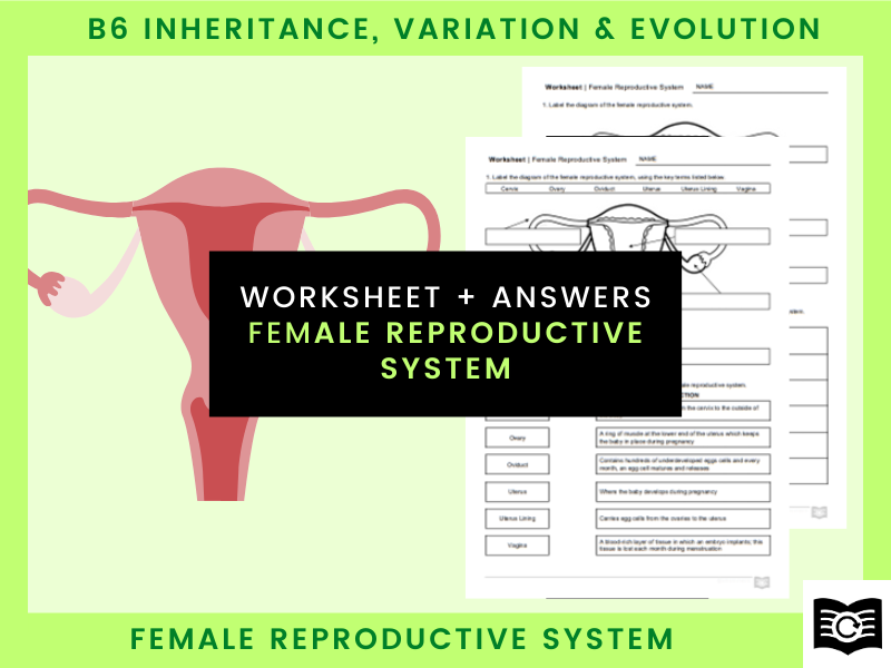 Female Reproductive System Worksheet Teaching Resources