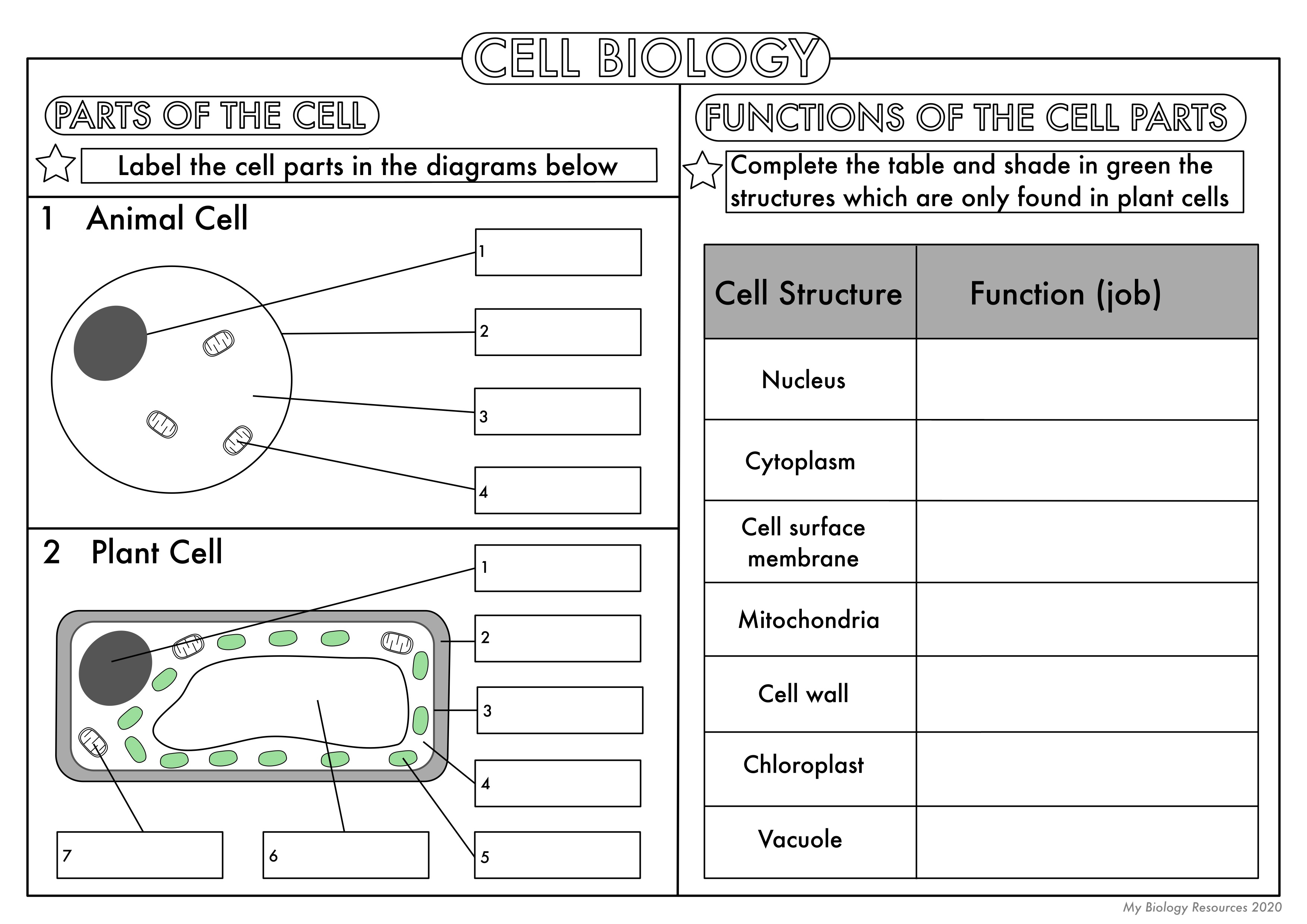 Worksheet On Cell Theory