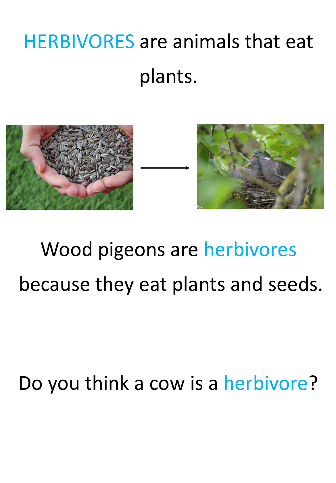 Carnivores Herbivores And Omnivores Ks1 Science Teaching Resources