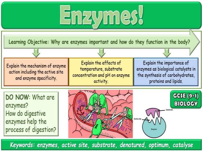 Enzymes Gcse Biology Teaching Resources