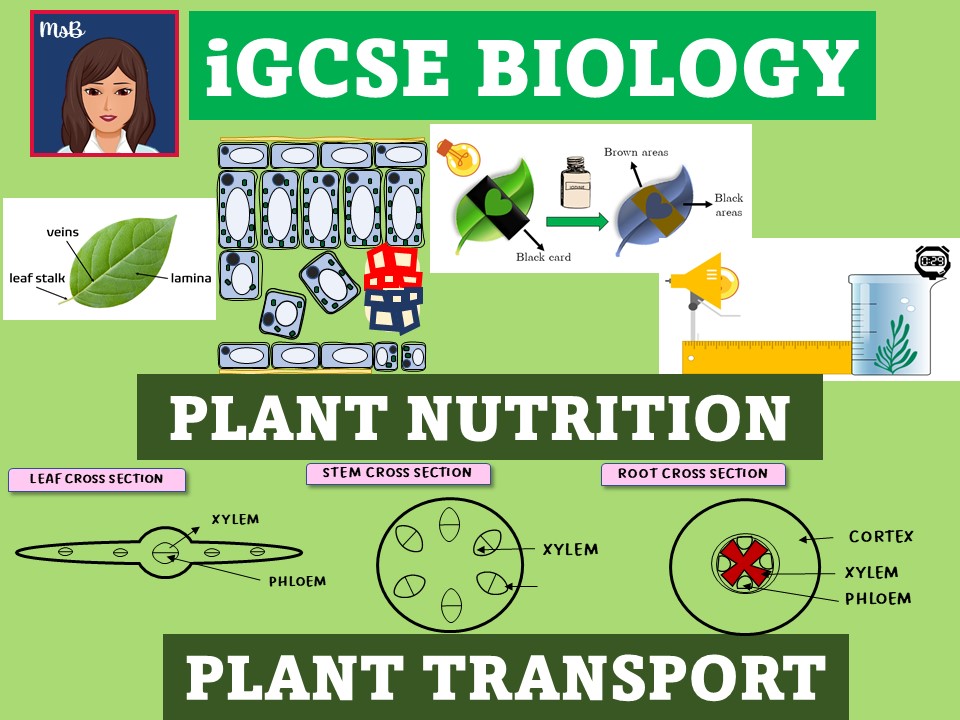 Gcse Plant Nutrition And Plant Transport Revision Guide Teaching