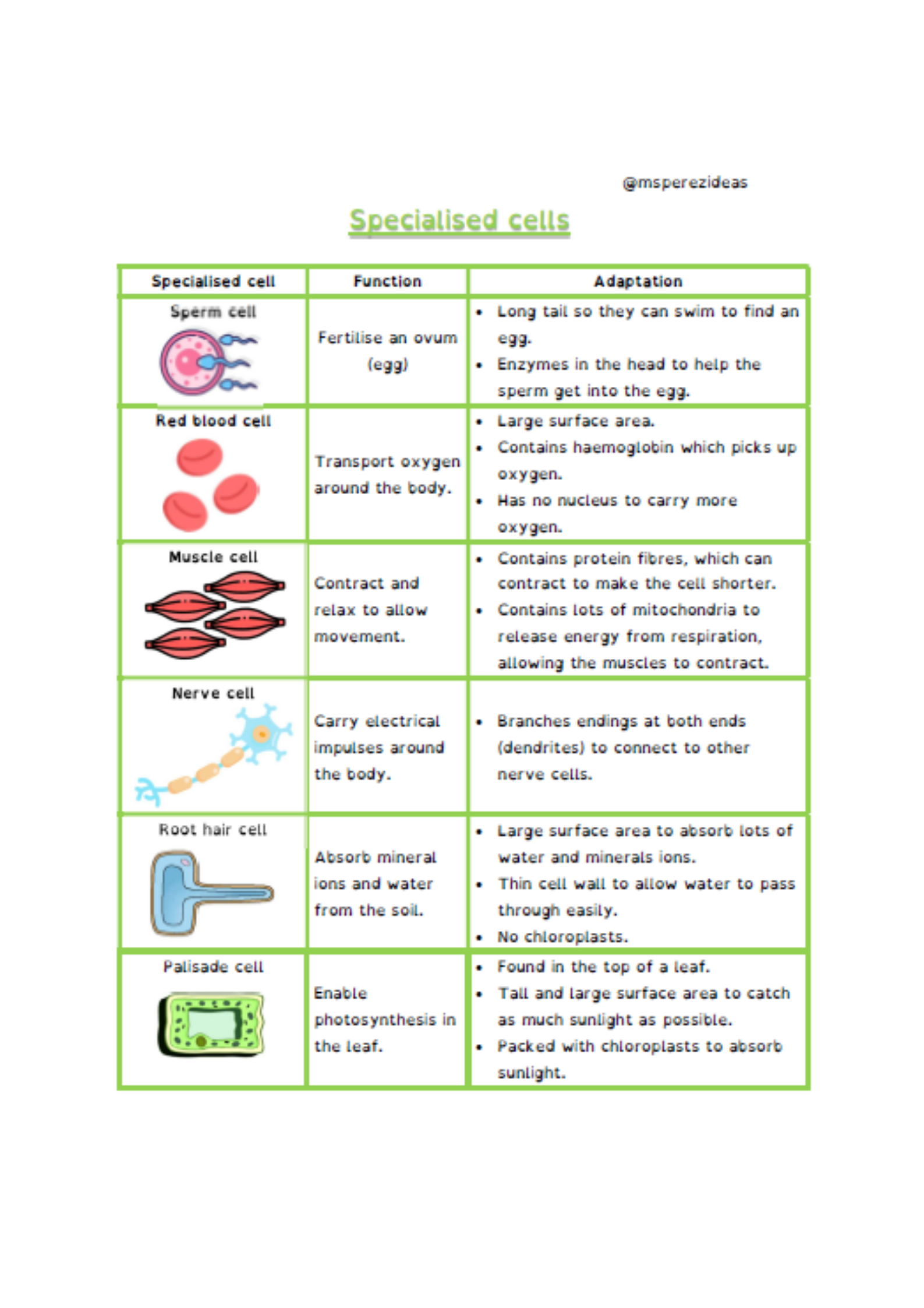 Specialised Cells Teaching Resources