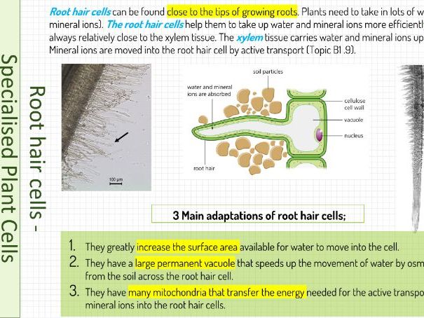 Aqa Gcse New Specification B15 Specialisation In Plant Cells