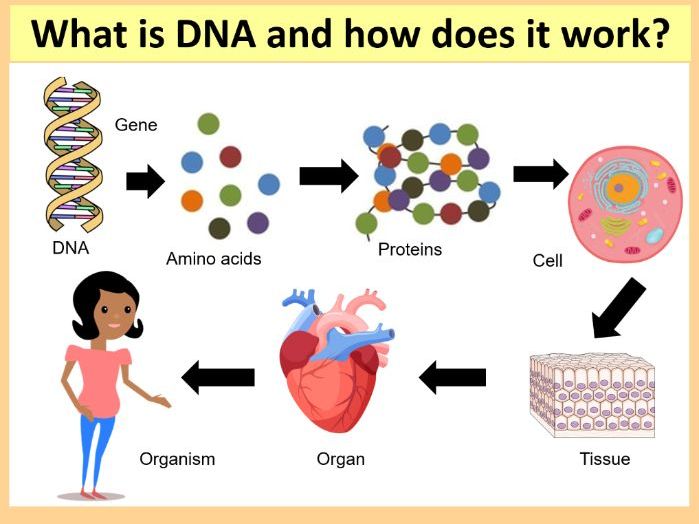 Gcse Science Biology What Is Dna And How Does It Work Teaching