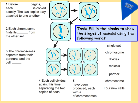 Meiosis Teaching Resources