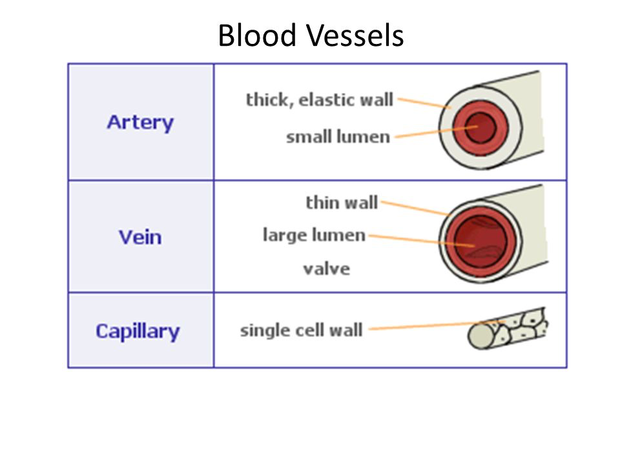 5 Types Of Blood Vessels